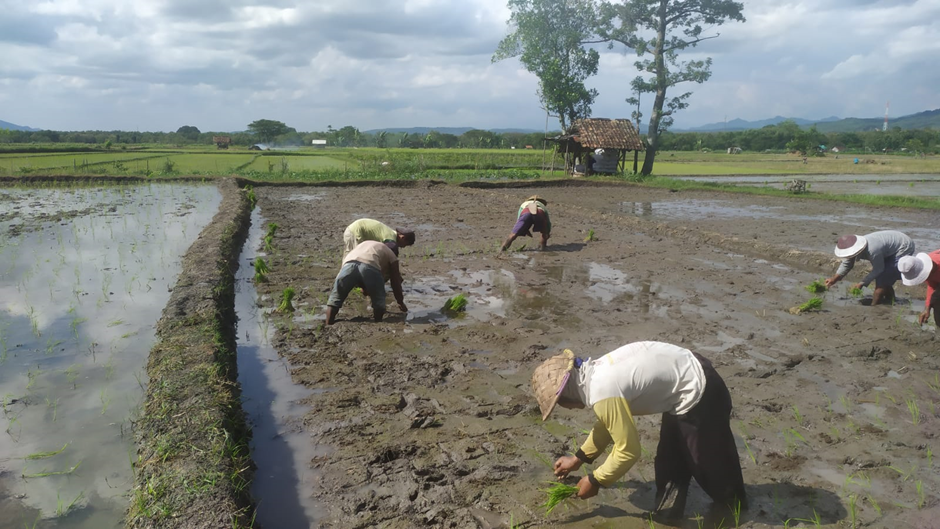 Program Demplot Pertanian Kelompok Tani Milenial – Yayasan Trukajaya